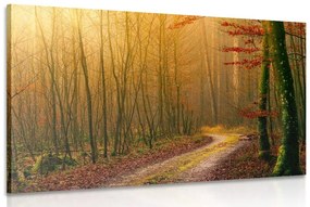 Obraz cestička do lesa Varianta: 120x80
