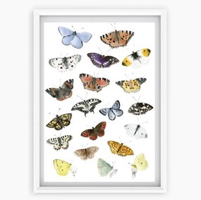MANKAI Paper Plakát Denní Motýli A3, multi barva, papír
