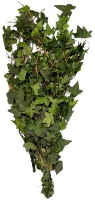 Hedera Helix Mini