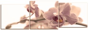 Obraz na plátně - Orchidej květ izolována na bílém pozadí - panoráma 5222FE (150x50 cm)