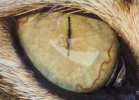 Obraz kočičí oči Velikost (šířka x výška): 90x60 cm