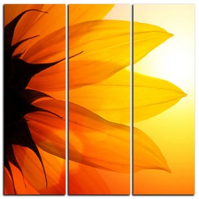 Obraz na plátně - Slunečnice květ - čtverec 3201B (75x75 cm)