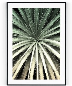 Plakát / Obraz Cactus S okrajem Samolepící plátno A4 - 21 x 29,7 cm