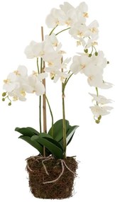 Umělá květina J-Line Maryath Orchid 75 cm