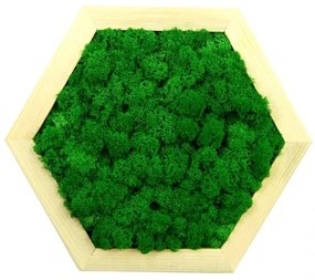 OznTo Obraz šestiúhelník s mechem průměr 30cm zelený