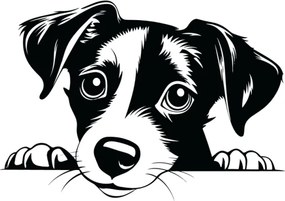VÝPRODEJ Pes Jack russell