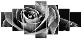 Obraz - Růže, černobílá (210x100 cm)