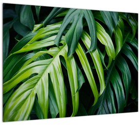 Obraz - Tropické listy (70x50 cm)