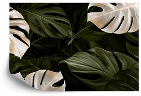 Fototapeta Bílé A Zelené Listy Monstera Hladký vinyl 360x240