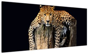 Leopard, obraz (100x40cm)