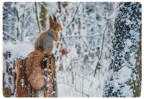 Vánoční rohožka WILD IN WHITE 38x58 cm - více variant Varianta: Veverka