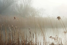 DIMEX | Samolepicí vliesová fototapeta na zeď Mlhavé pobřeží MA-5-1828 | 375 x 250 cm | hnědá, šedá