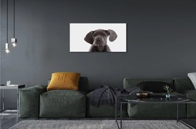Obraz na skle hnědý pes 140x70 cm