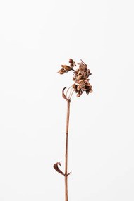 Fotografie Dried brown plant 2, Studio Collection, (26.7 x 40 cm)