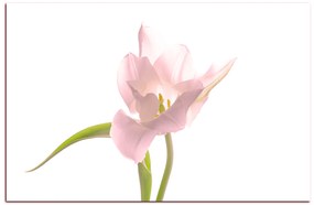 Obraz na plátně - Tulipán 181QA (60x40 cm)