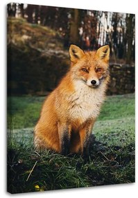 Obraz na plátně Liška Lesní příroda Zvířata - 70x100 cm