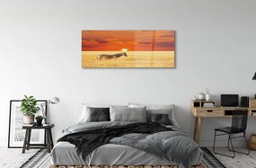 akrylový obraz Zebra pole sunset 120x60 cm