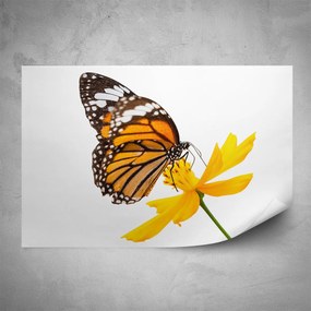 Plakát - Motýl na žlutém květu (60x40 cm) - PopyDesign