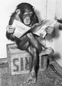 Plechová cedule Monkey reading Velikost: A5 (20 x 15 cm)