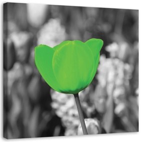 Obraz na plátně Tulipánový květ - 30x30 cm