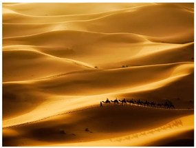 Fototapeta - Caravan of camels