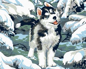 zuty malování podle čísel - malý husky, 100x80 cm, vypnuté plátno na rám