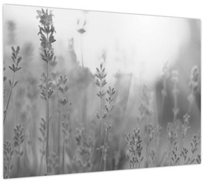 Obraz - Levandule (70x50 cm)