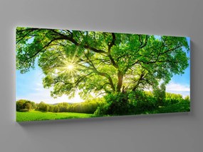 Liox Obraz strom přání Rozměr: 150 x 65 cm