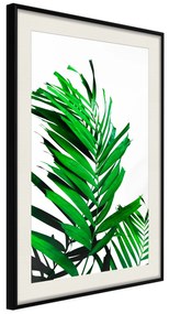 Artgeist Plakát zelený list palmy Velikosti (šířkaxvýška): 20x30, Finální vzhled: Černý rám s paspartou