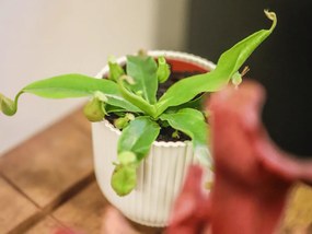 Nepenthes, průměr 9 cm