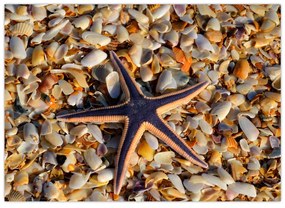 Skleněný obraz mořské hvězdice (70x50 cm)