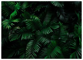 Skleněný obraz - Tropické kapradí (70x50 cm)