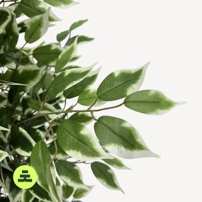 Umělý Ficus Twilight 160 cm