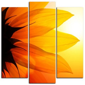 Obraz na plátně - Slunečnice květ - čtverec 3201C (105x105 cm)