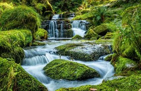 Fotografie Scenic view of waterfall in forest,Newton, Ian Douglas / 500px, (40 x 26.7 cm)