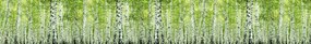 DIMEX | Fototapeta do kuchyně Jarní březový háj KI-420-193 | 420 x 60 cm | zelená, černá, bílá