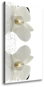 Wallmuralia Vertikální Foto obraz na plátně Orchidej a kameny 50x100