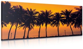 Obraz západ slunce nad palmami Varianta: 120x60
