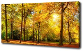 Wallmuralia Foto obraz canvas Podzimní les 100x50