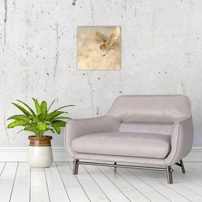 Obraz - Sova pálená (30x30 cm)