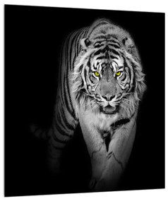 Černobílý obraz tygra (30x30 cm)