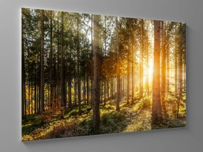 Obraz les v paprscích slunce Rozměr: 150 x 100 cm