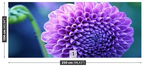 Fototapeta fialová dahlia 104x70