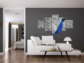 Obraz - modrý páv (125x70 cm)