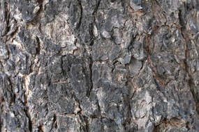 DIMEX | Vliesová fototapeta Detail textury stromu MS-5-2343 | 375 x 250 cm| černá, šedá