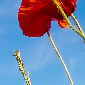 Malvis Tapeta Vlčí máky pole Vel. (šířka x výška): 288 x 200 cm