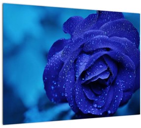 Skleněný obraz modré růže (70x50 cm)