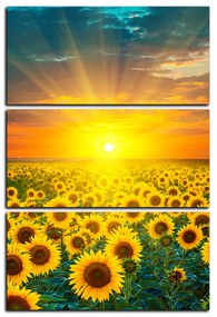 Obraz na plátně - Slunečnicová pole při západu slunce - obdélník 7199B (90x60 cm  )
