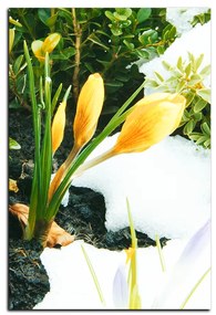 Obraz na plátně - Časné jarní květiny - obdélník 7242A (75x50 cm)