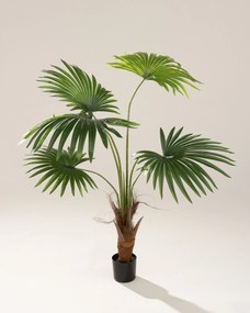 Vějířová palma v květináči 110 cm